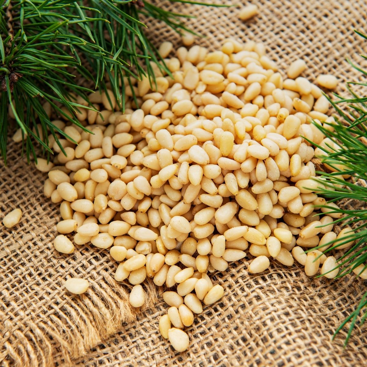 Pine Nuts Benefits: Small, But Wonderfully Nourishing – Ayoub's Dried ...