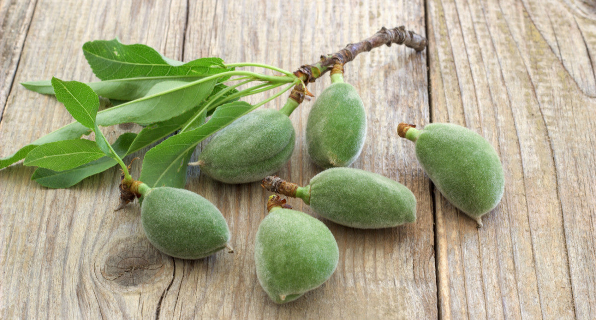 The Origin and History of Almonds – Ayoub's Dried Fruits & Nuts